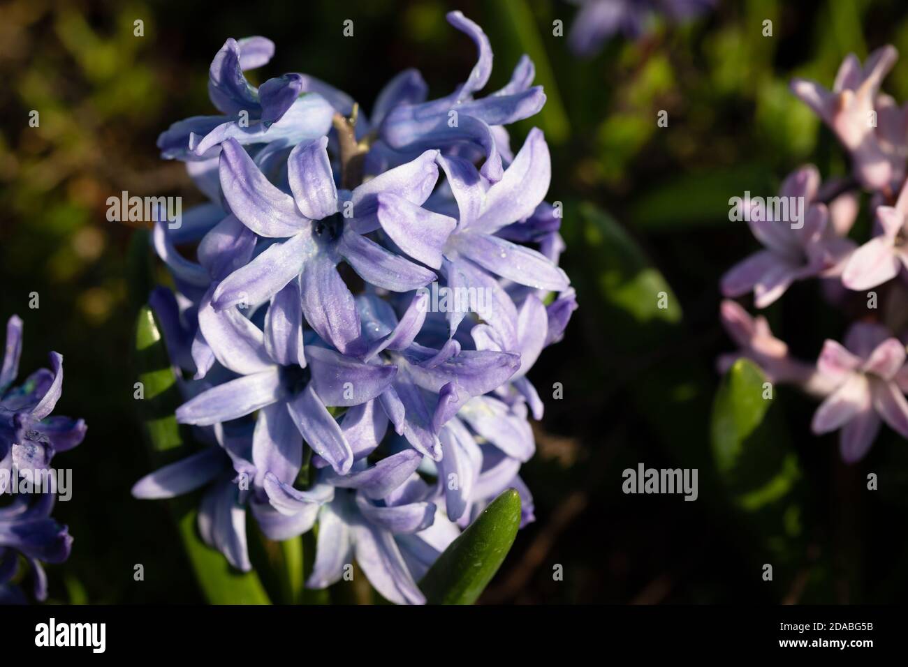 Soft focus image of hyacinth flowers blooming at springtime. Blue ...