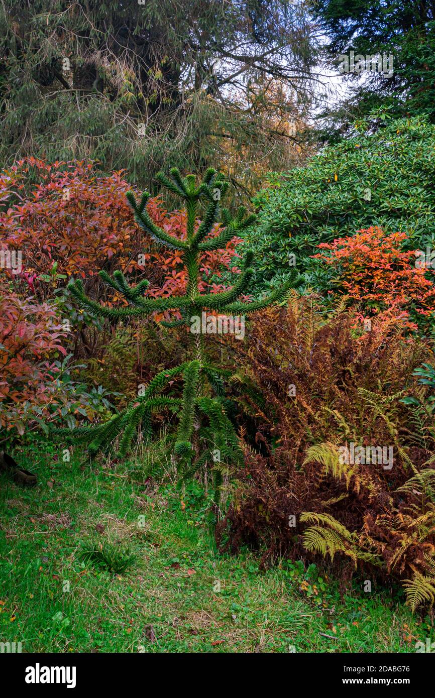 A small monkey puzzle tree (Araucaria araucana Stock Photo - Alamy