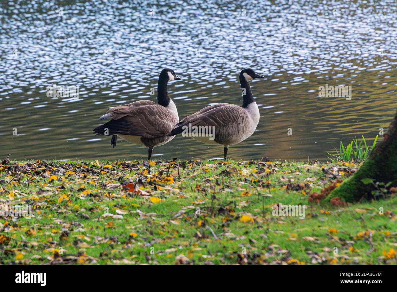 Two Canada geese (Branta canadensis) standing on one leg Stock Photo ...