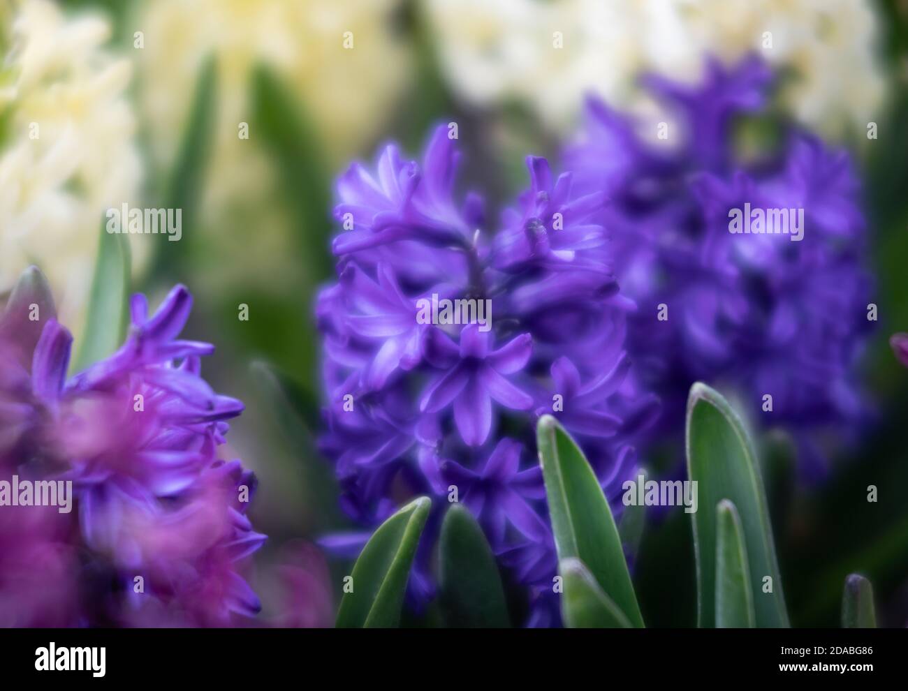Soft focus image of hyacinth flowers blooming at springtime. Group of ...
