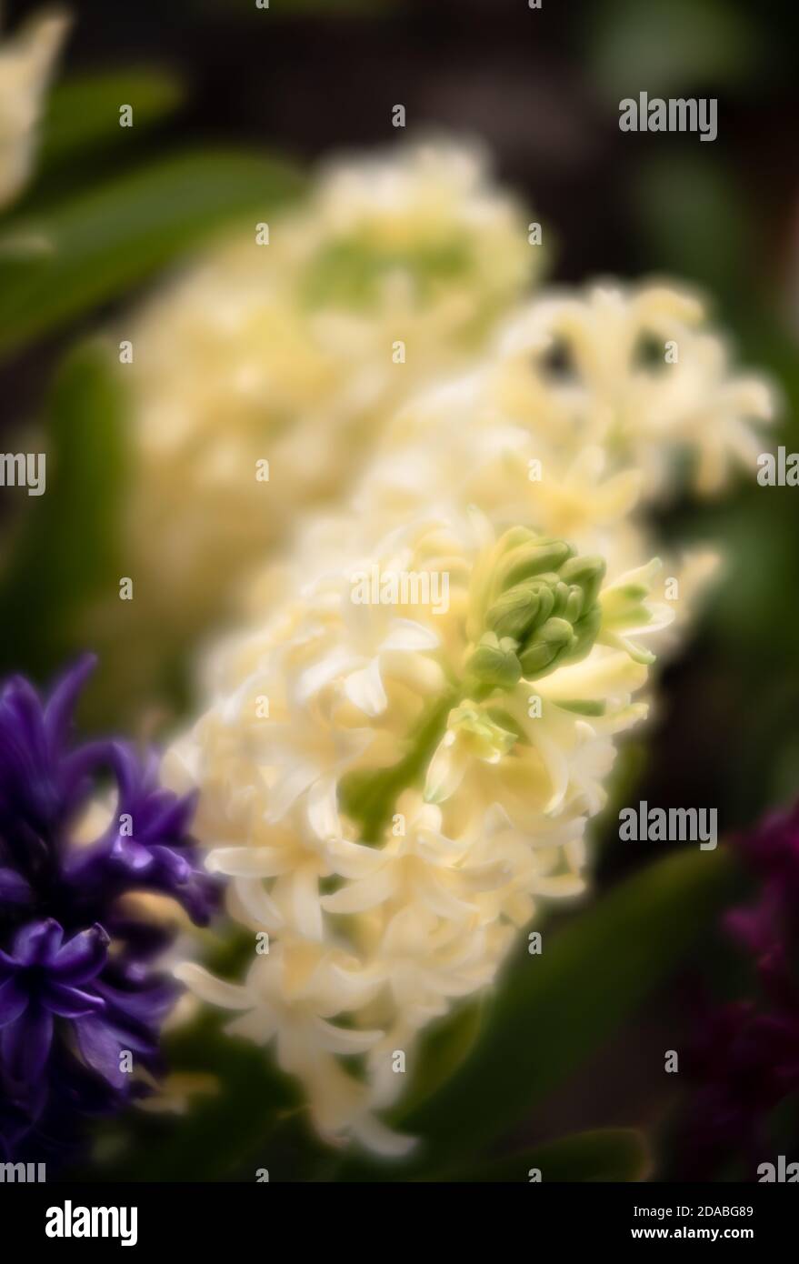 Soft focus image of hyacinth flowers blooming at springtime. Group of ...