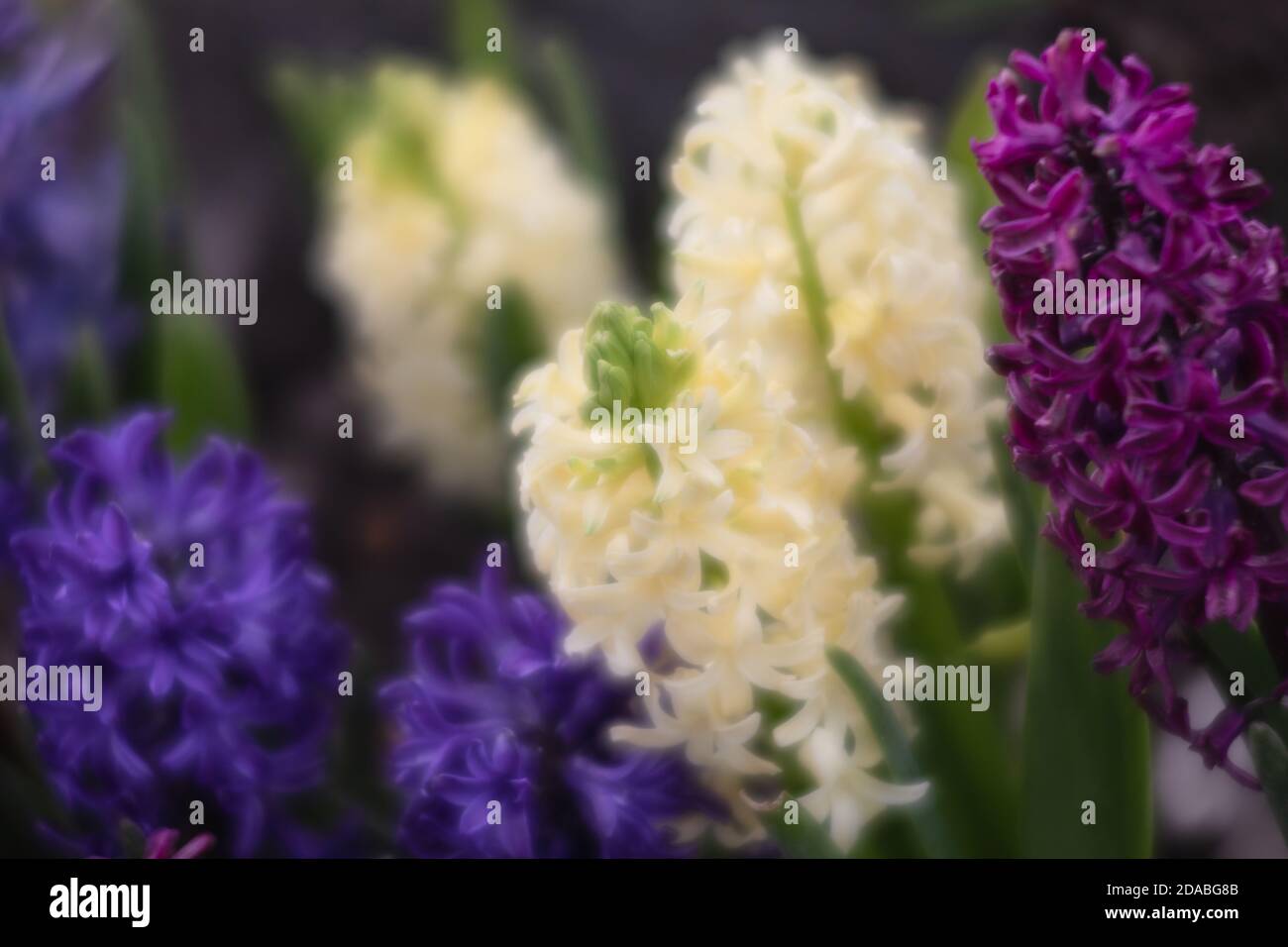 Soft focus image of hyacinth flowers blooming at springtime. Group of ...