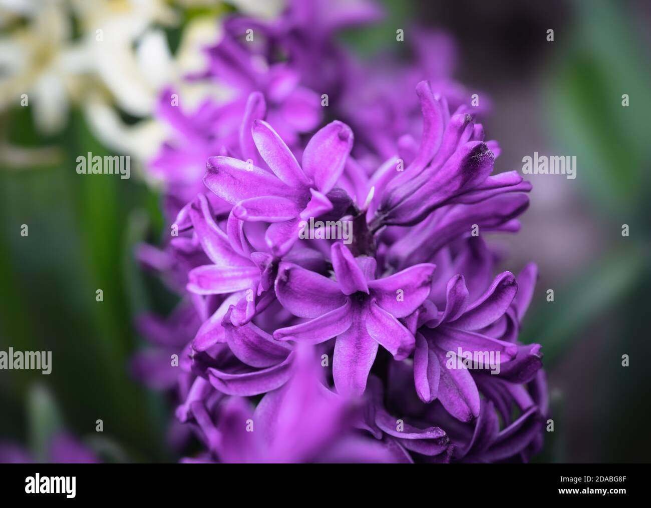 Soft focus image of hyacinth flowers blooming at springtime. Violet ...