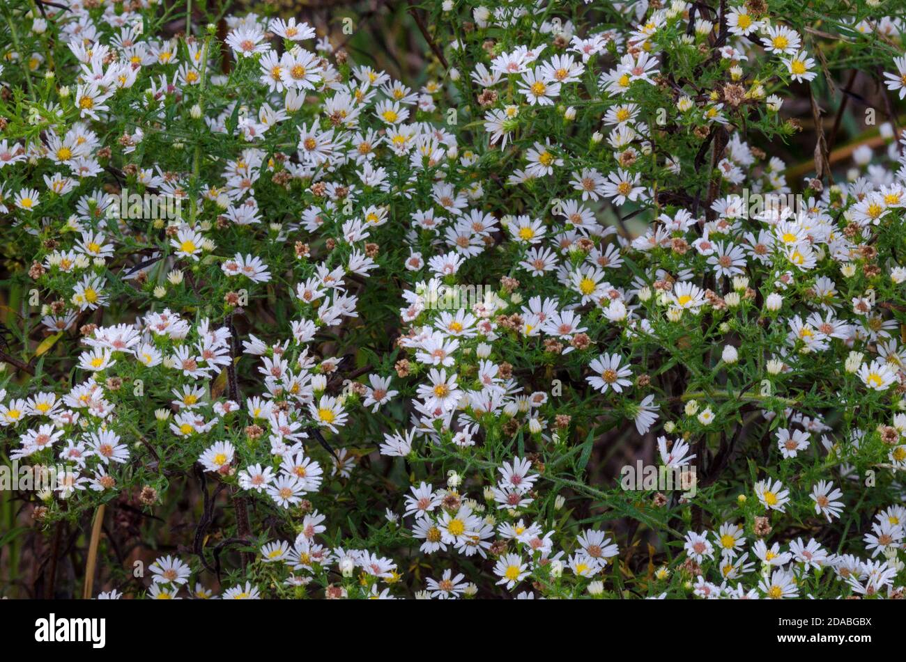 White Heath Aster