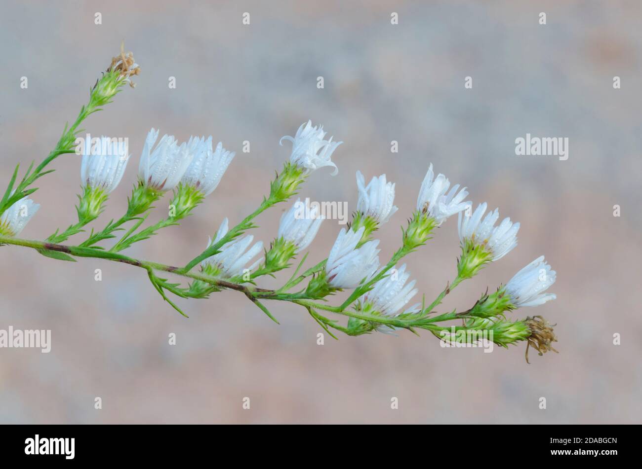 White Heath Aster, Symphyotrichum ericoides Stock Photo - Alamy