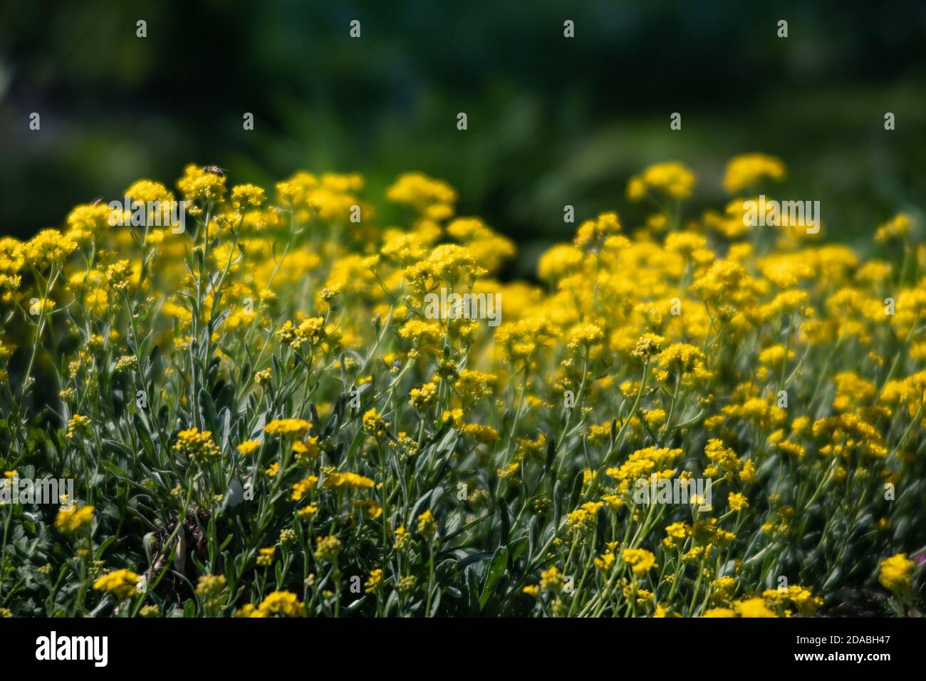 Common Names Of Yellow Flowers