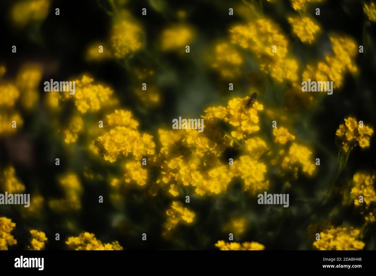 Alpine alison alpine alyssum alyssum hi-res stock photography and ...