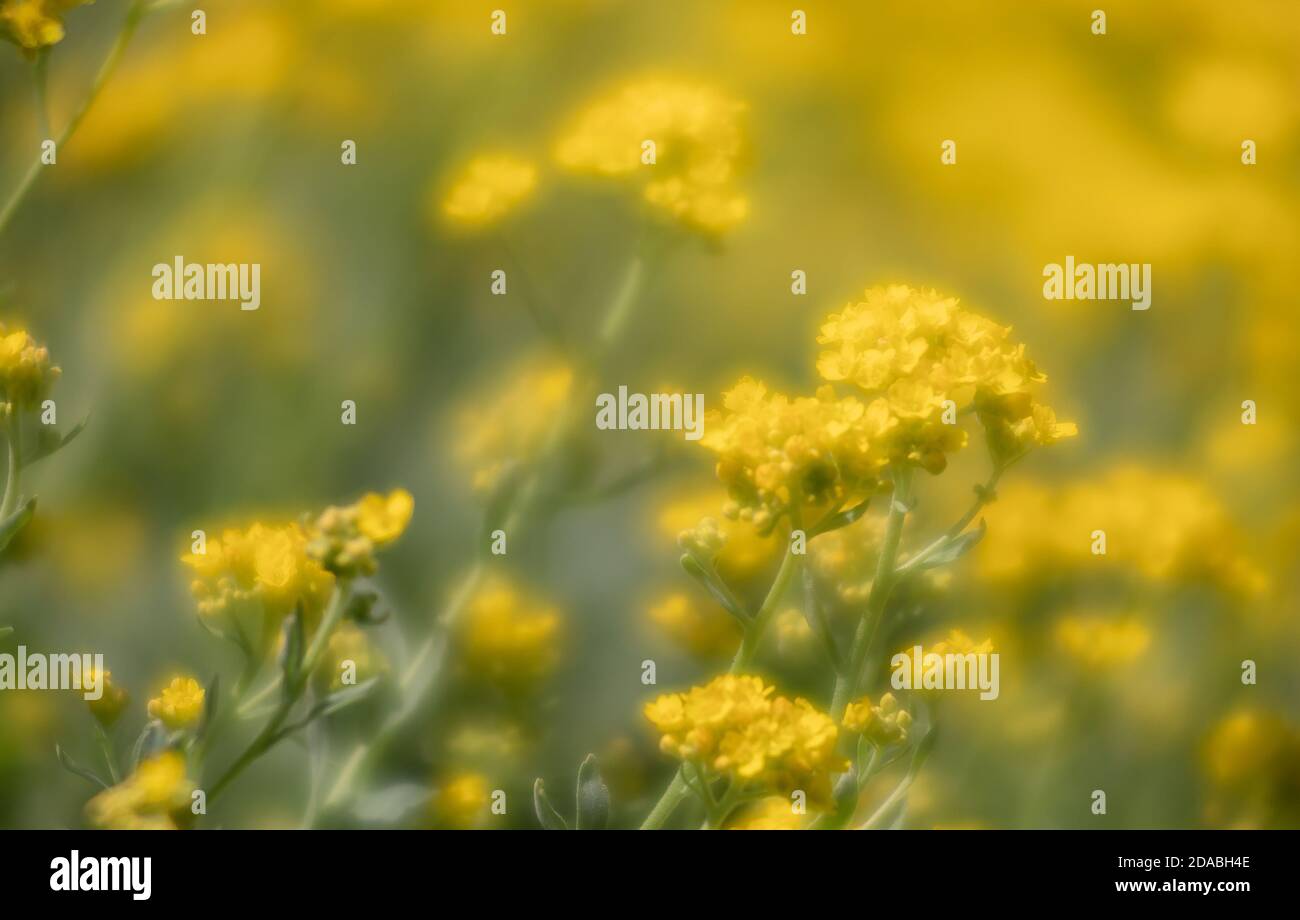 Alpine alison alpine alyssum alyssum hi-res stock photography and ...