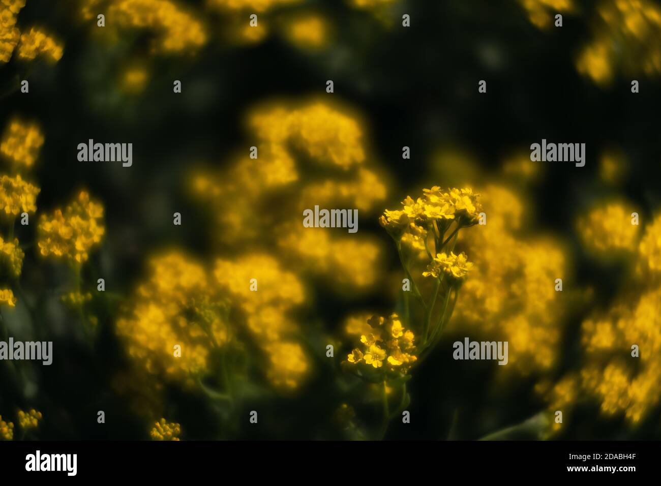 Alpine alison alpine alyssum alyssum hi-res stock photography and ...