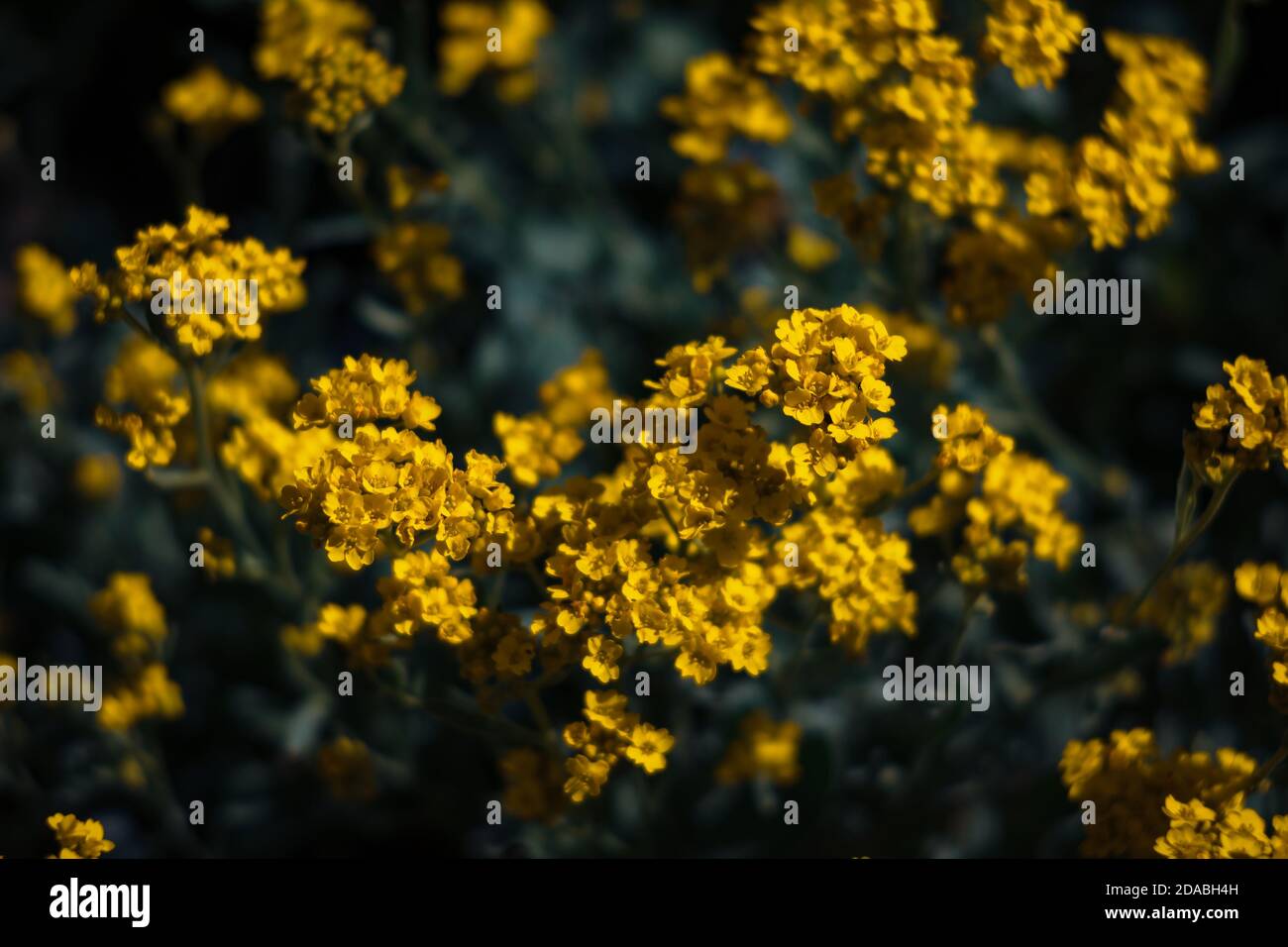 Alpine alison alpine alyssum alyssum hi-res stock photography and ...