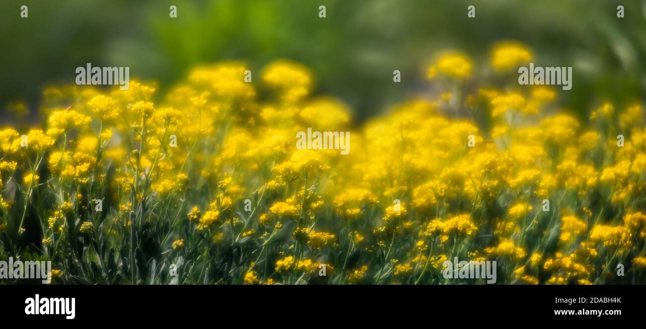 Alpine alison alpine alyssum alyssum hi-res stock photography and ...