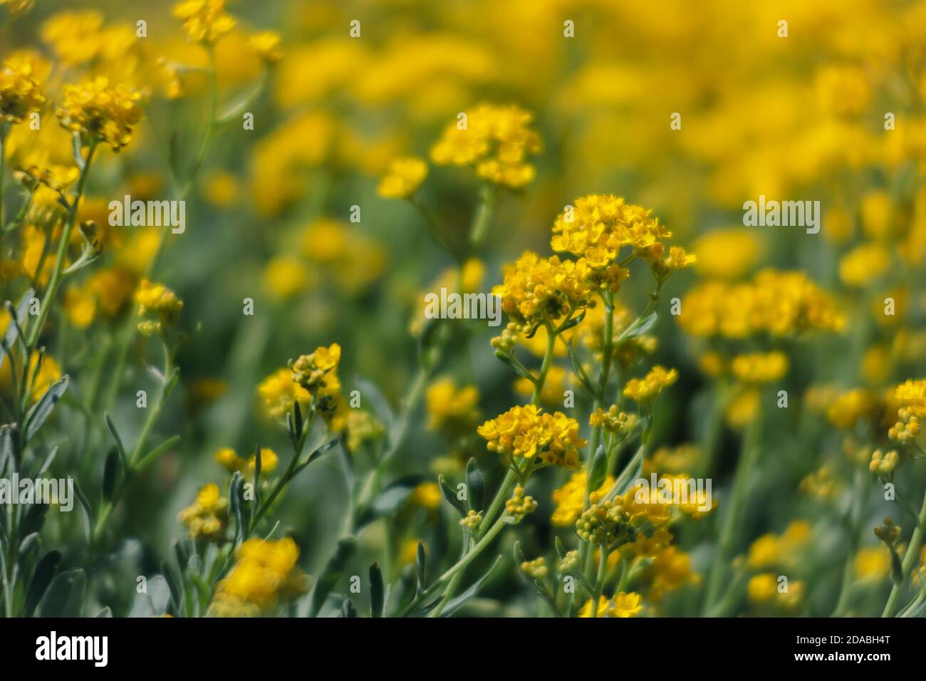 Alpine alison alpine alyssum alyssum hi-res stock photography and ...