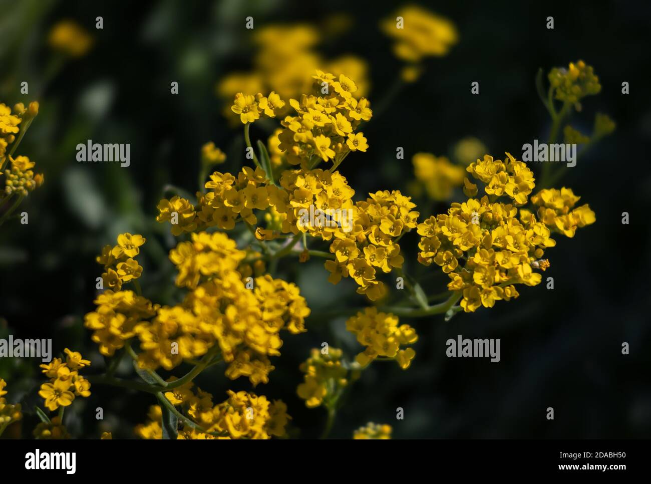 Alpine alison alpine alyssum alyssum hi-res stock photography and ...