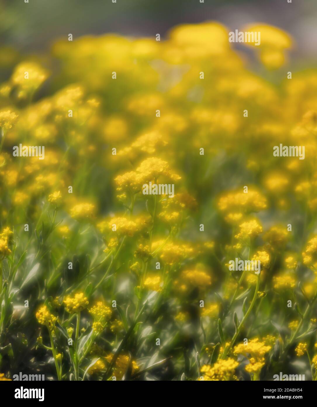 Alpine alison alpine alyssum alyssum hi-res stock photography and ...