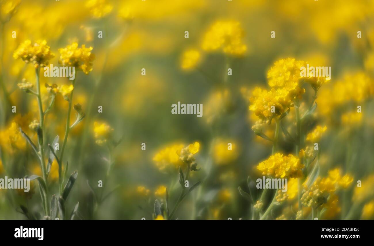 Alpine alison alpine alyssum alyssum hi-res stock photography and ...