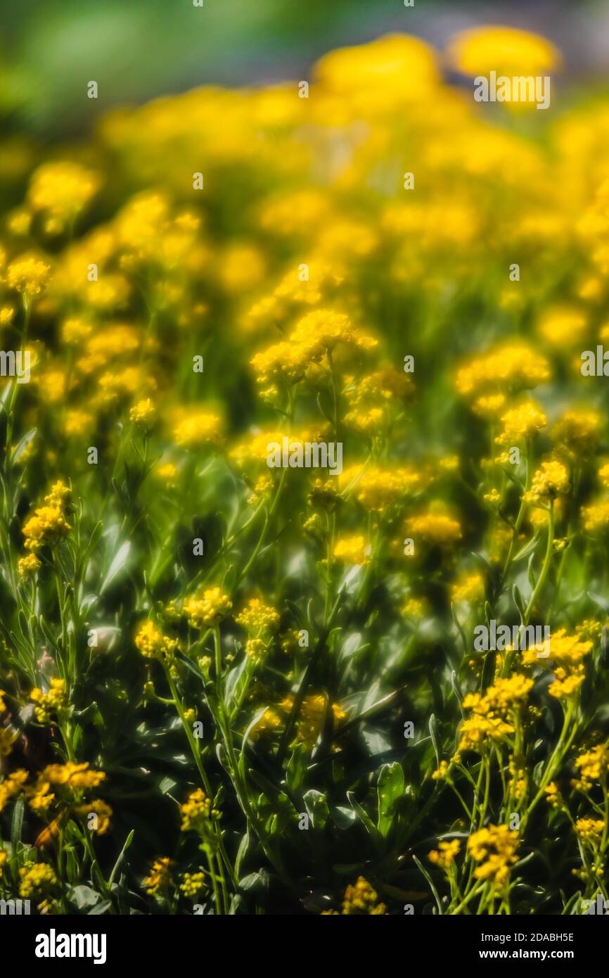 Alpine alison alpine alyssum alyssum hi-res stock photography and ...
