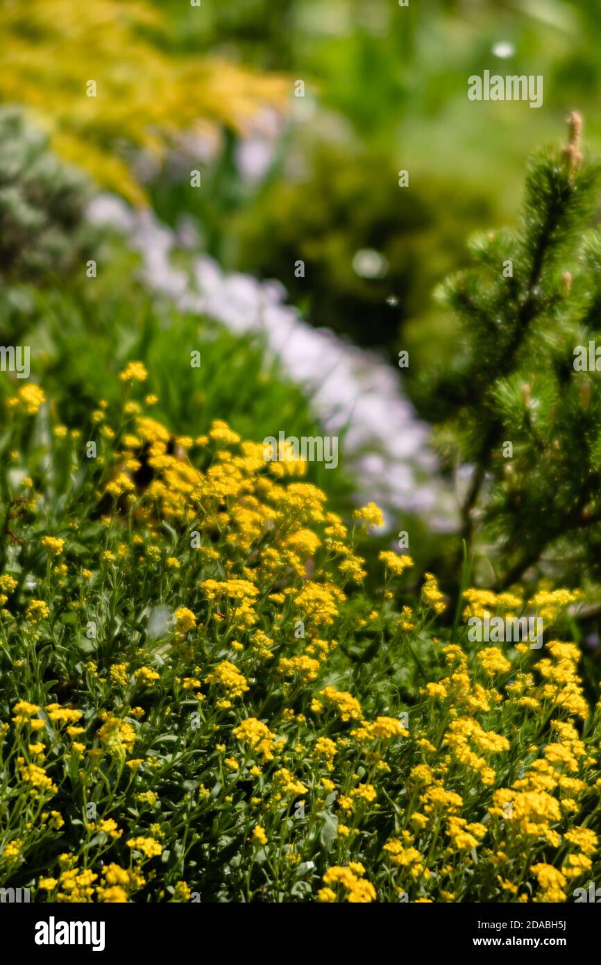 Alpine alison alpine alyssum alyssum hi-res stock photography and ...