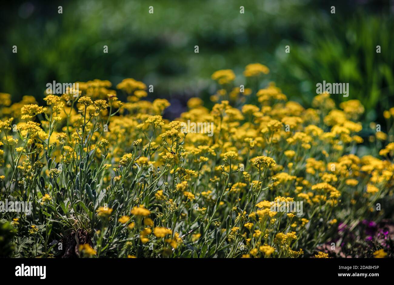 Alpine alison alpine alyssum alyssum hi-res stock photography and ...