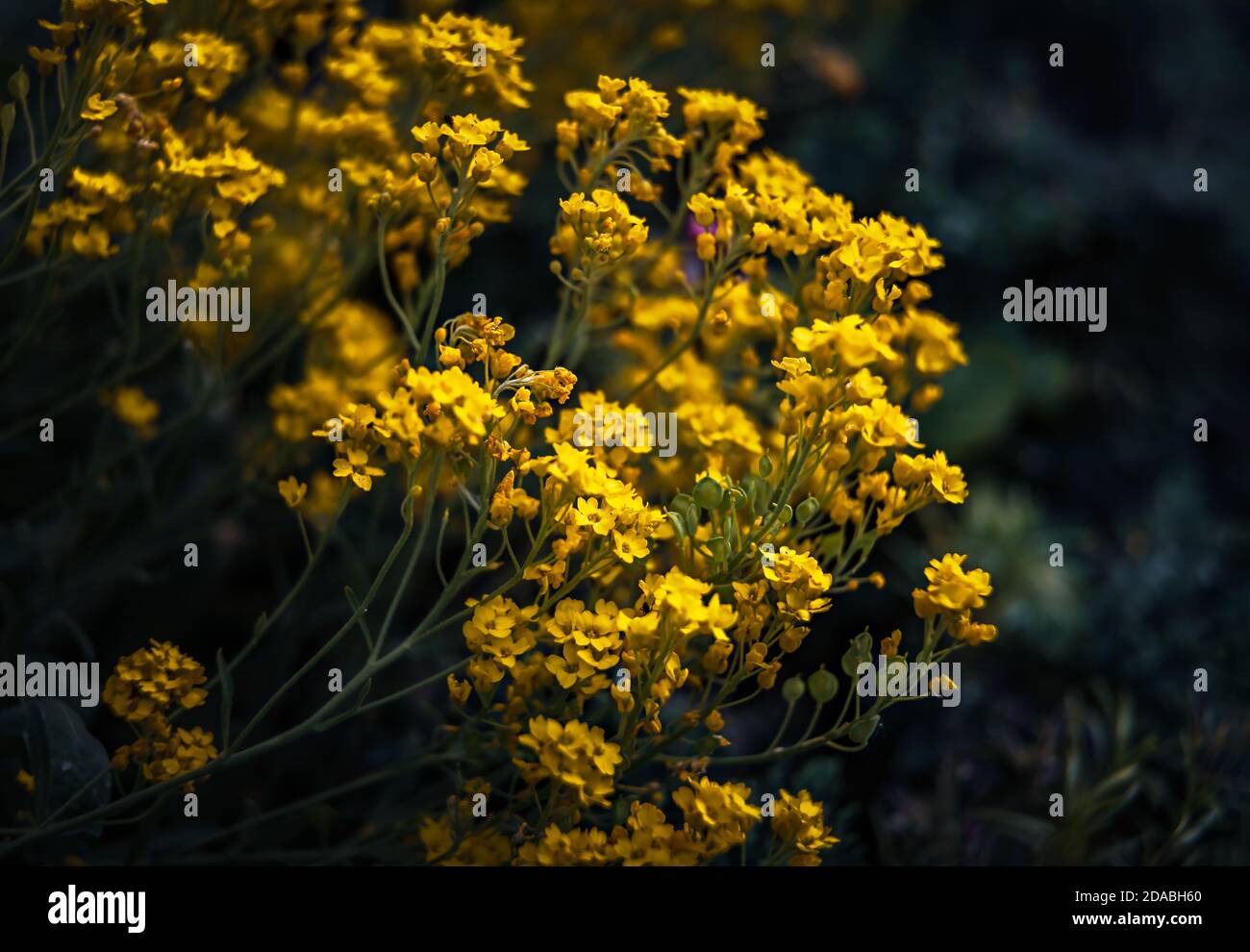 Alpine alison alpine alyssum alyssum hi-res stock photography and ...