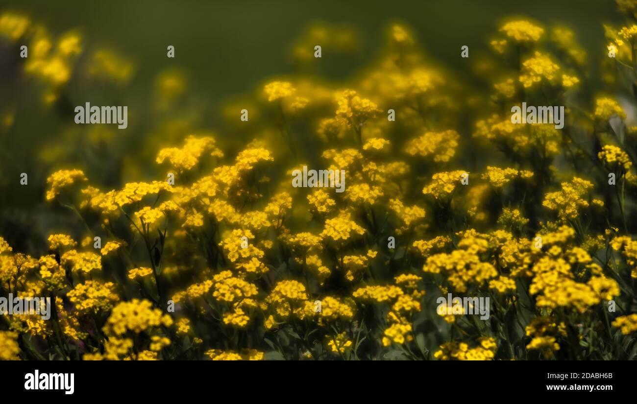 Alpine alison alpine alyssum alyssum hi-res stock photography and ...