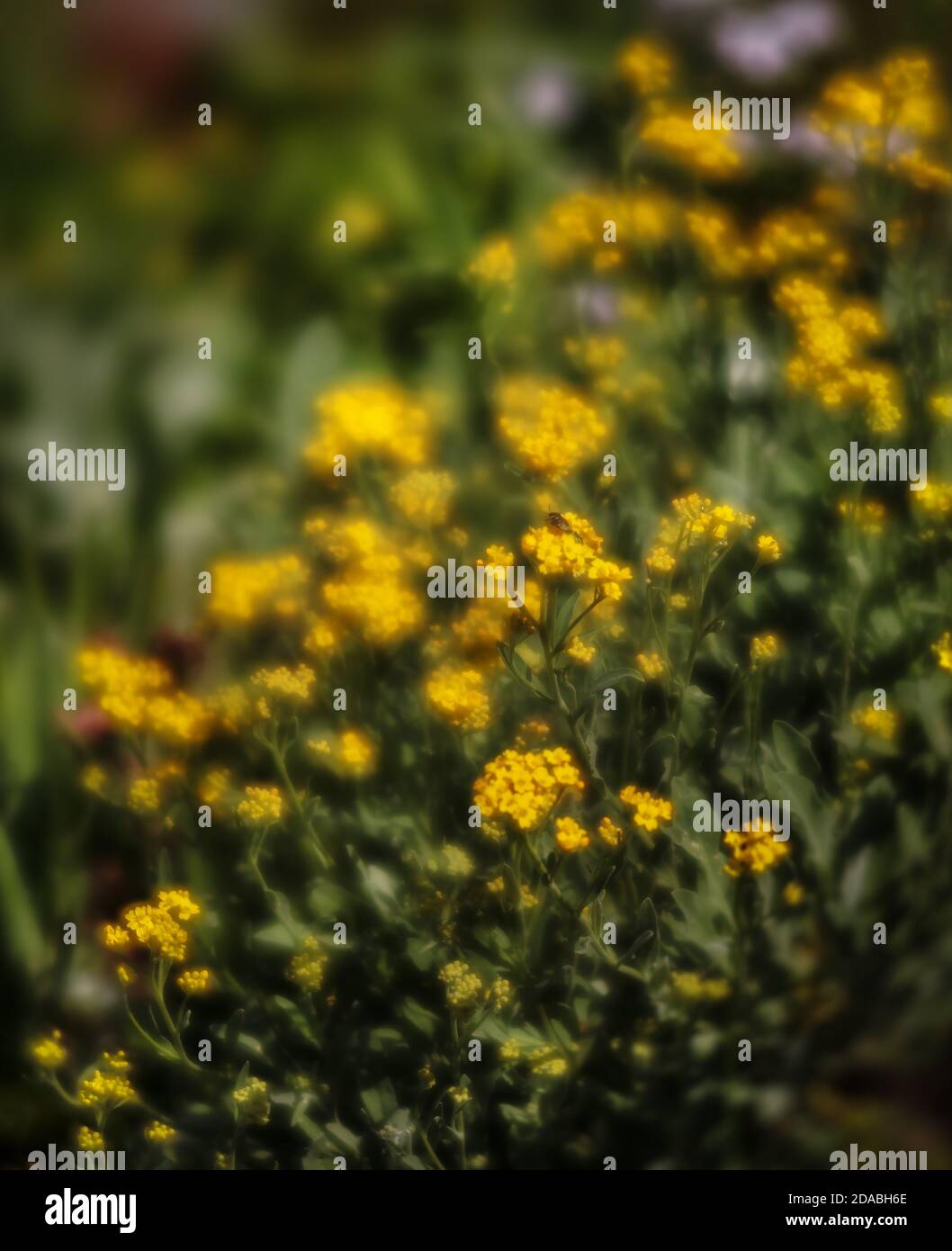 Alpine alison alpine alyssum alyssum hi-res stock photography and ...