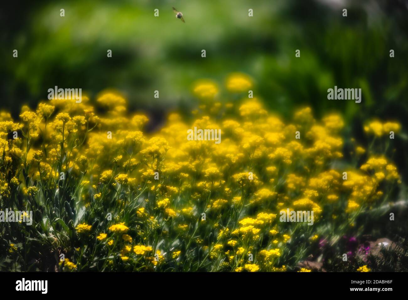 Alpine alison alpine alyssum alyssum hi-res stock photography and ...