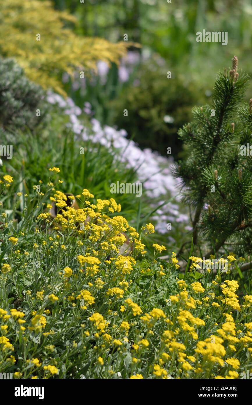 Alpine alison alpine alyssum alyssum hi-res stock photography and ...