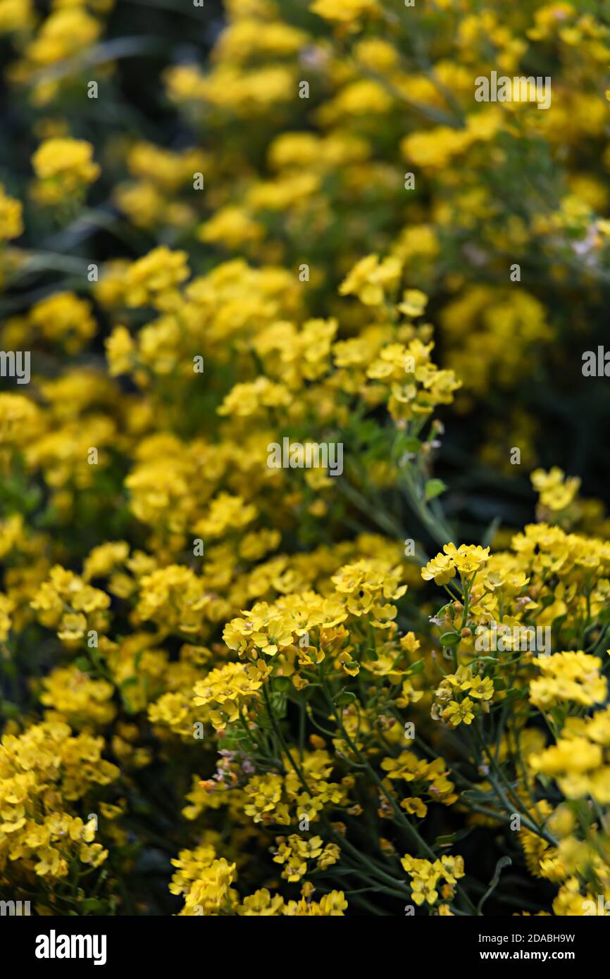 Alpine alison alpine alyssum alyssum hi-res stock photography and ...