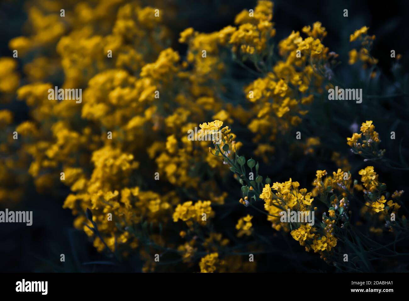 Soft focus image of small yellow flowers of aurinia saxatilis in the ...