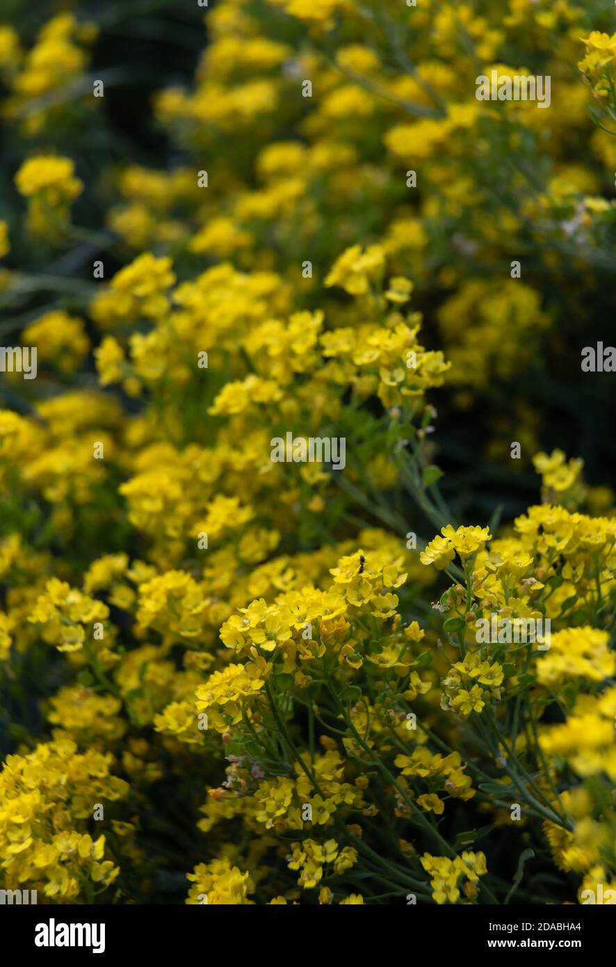 Soft focus image of small yellow flowers of aurinia saxatilis in the ...