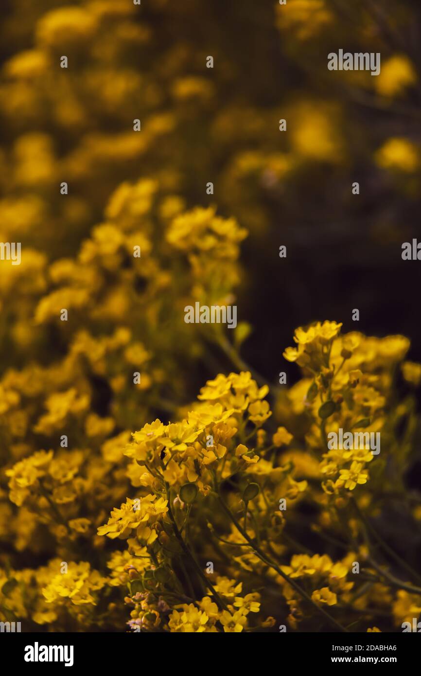 Alpine alison alpine alyssum alyssum hi-res stock photography and ...