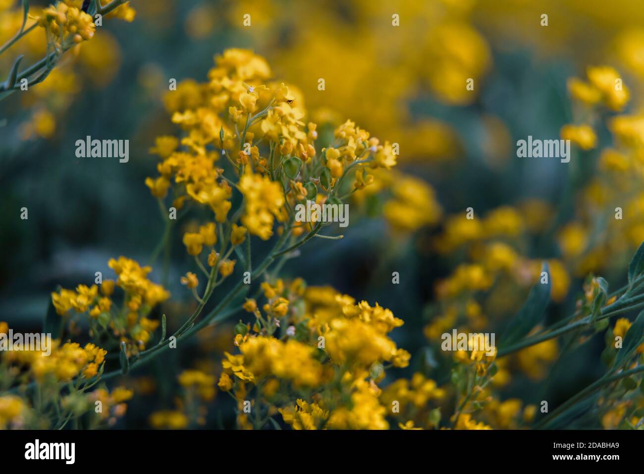 Alpine alison alpine alyssum alyssum hi-res stock photography and ...