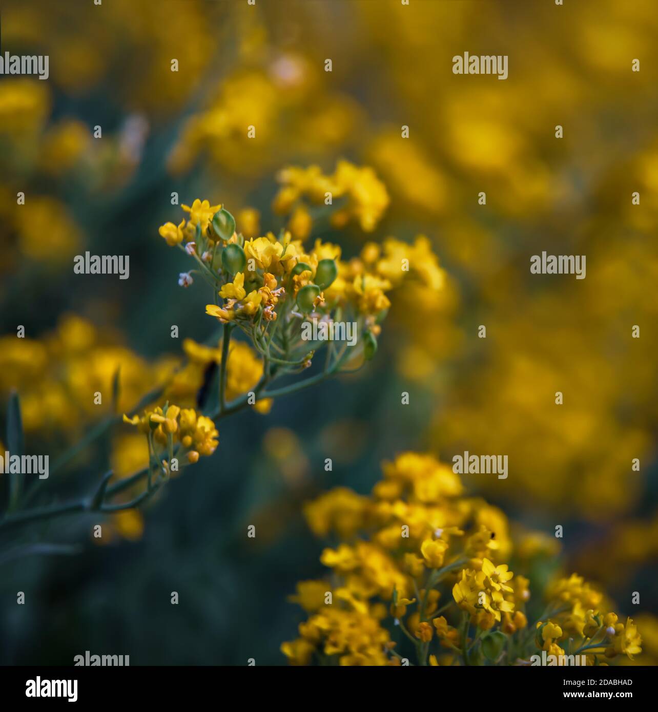 Alpine alison alpine alyssum alyssum hi-res stock photography and ...
