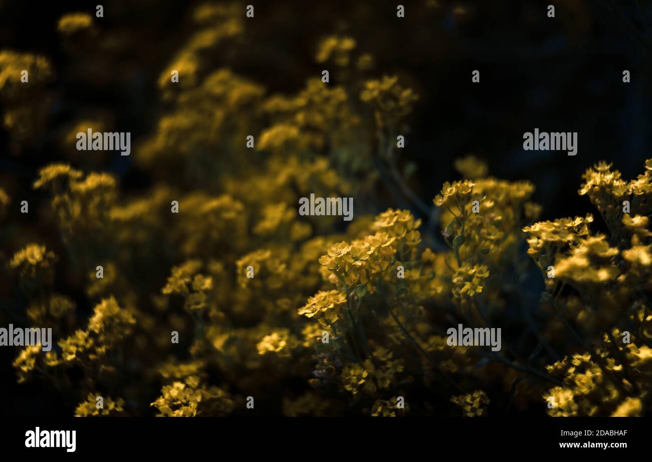 Alpine alison alpine alyssum alyssum hi-res stock photography and ...