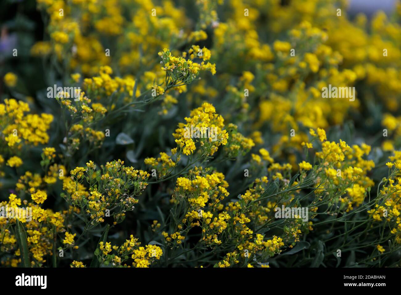 Alpine alison alpine alyssum alyssum hi-res stock photography and ...