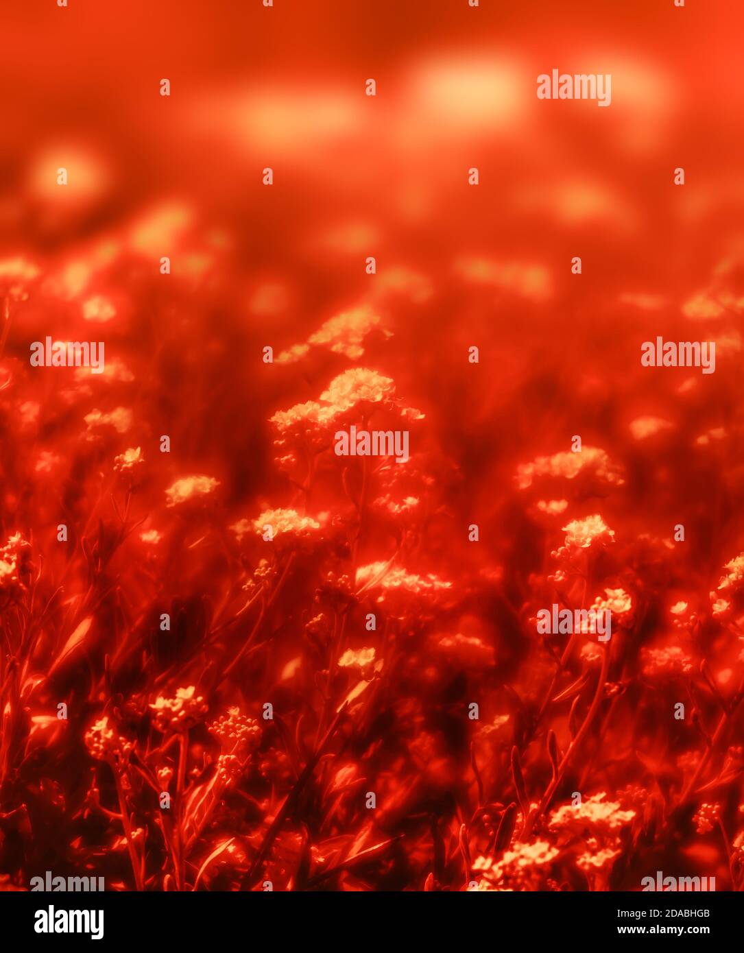 Natural background and texture. Soft focus image of small flowers of ...