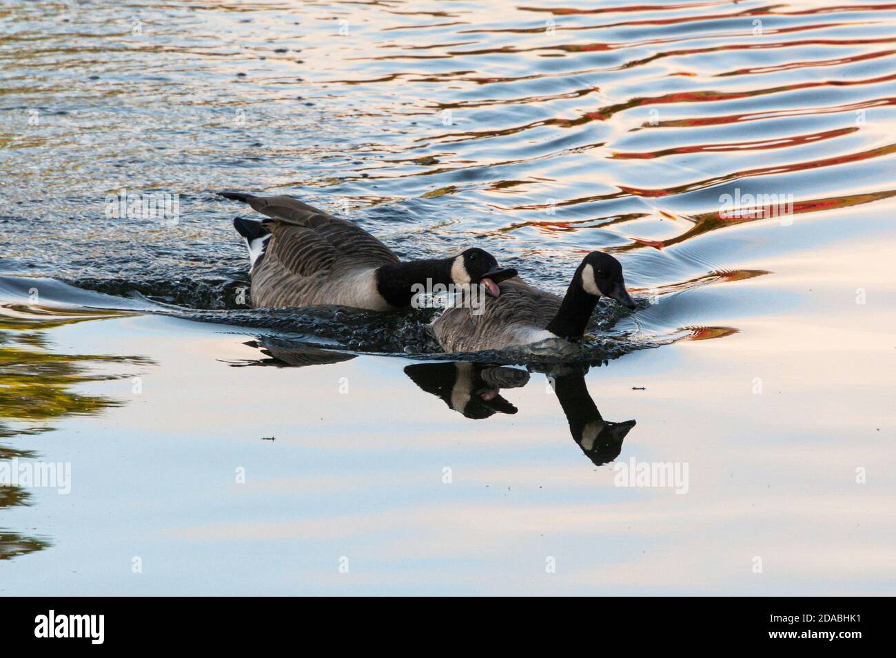 Bird attacking another bird hi-res stock photography and images - Alamy