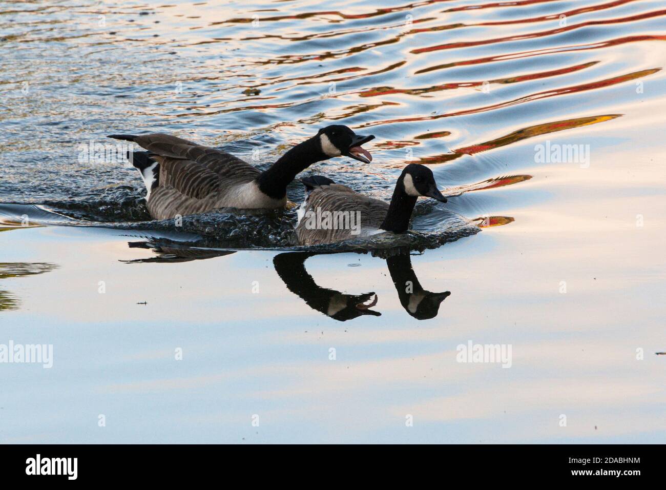 Chasing a canada goose hi-res stock photography and images - Alamy