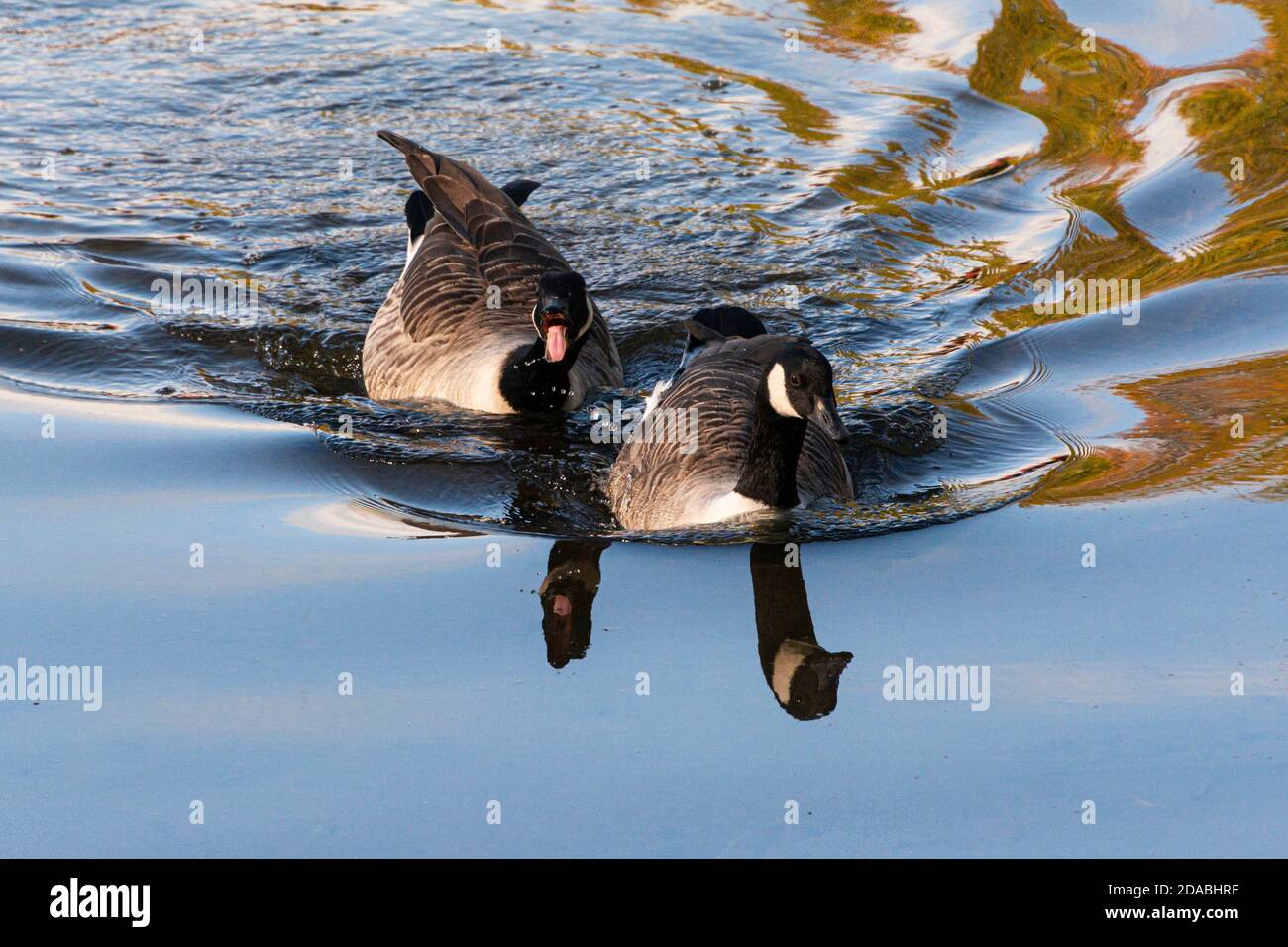 Chasing a canada goose hi-res stock photography and images - Alamy