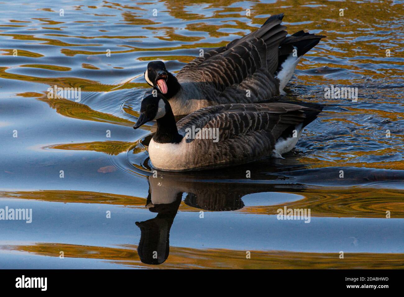 Chasing a canada goose hi-res stock photography and images - Alamy
