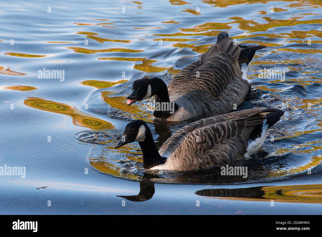 Chasing a canada goose hi-res stock photography and images - Alamy