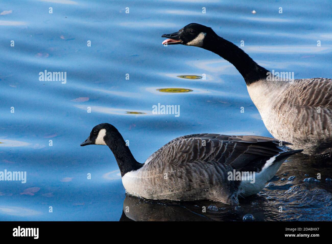 Chasing a canada goose hi-res stock photography and images - Alamy