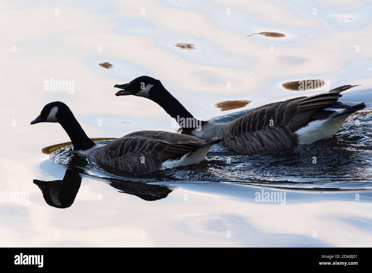 Chasing a canada goose hi-res stock photography and images - Alamy