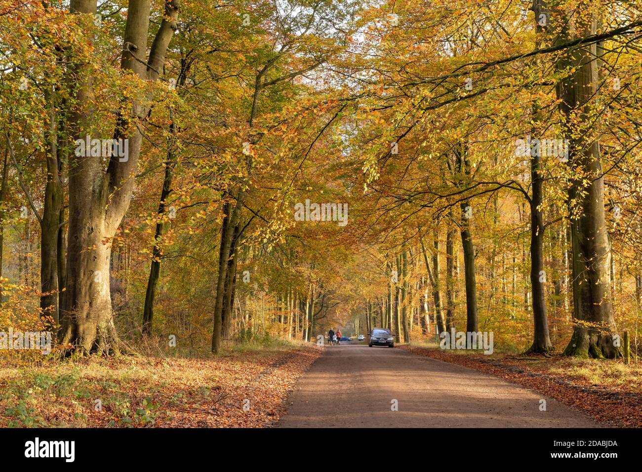 Avenue of beech trees with Autumn colour in Savernake Forest Wiltshire ...