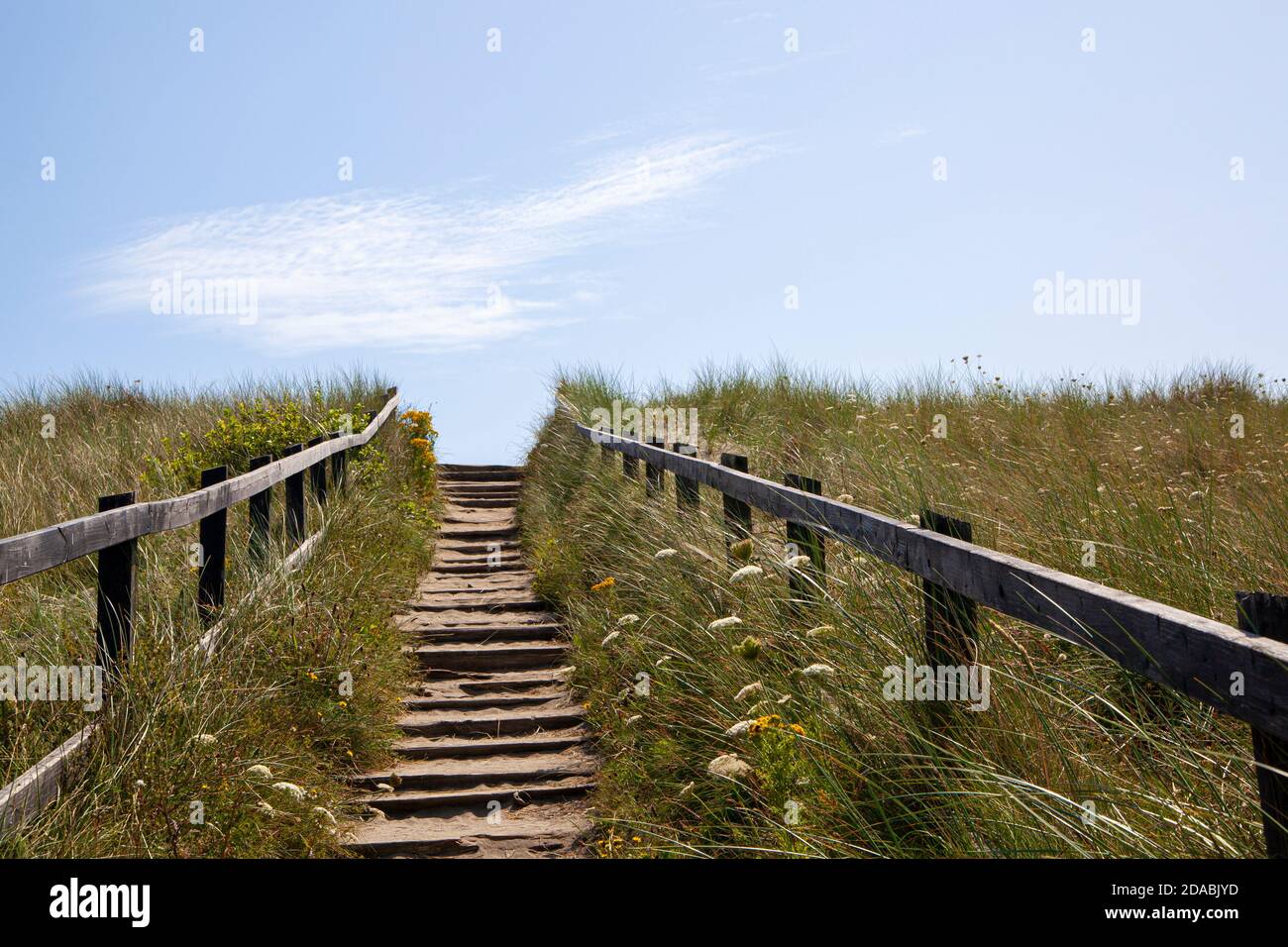 Wooden stairs surrounded with green grass that lead to a sand beach in ...