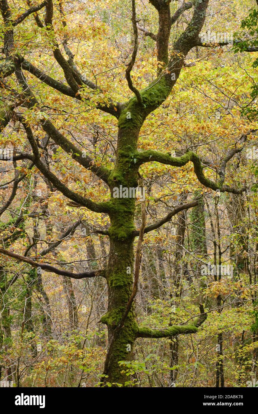 Autumn in the Celtic rainforest at Coed Felenrhyd in North Wales Stock ...