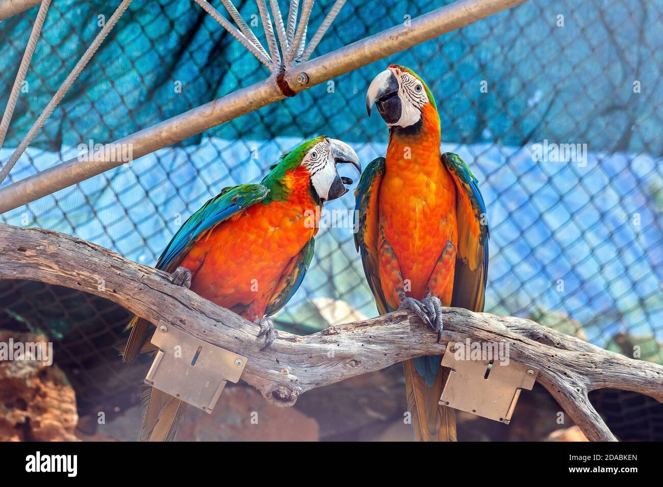 Beautiful, colorful parrots in Amazonas park, zoo between Neapolis ...