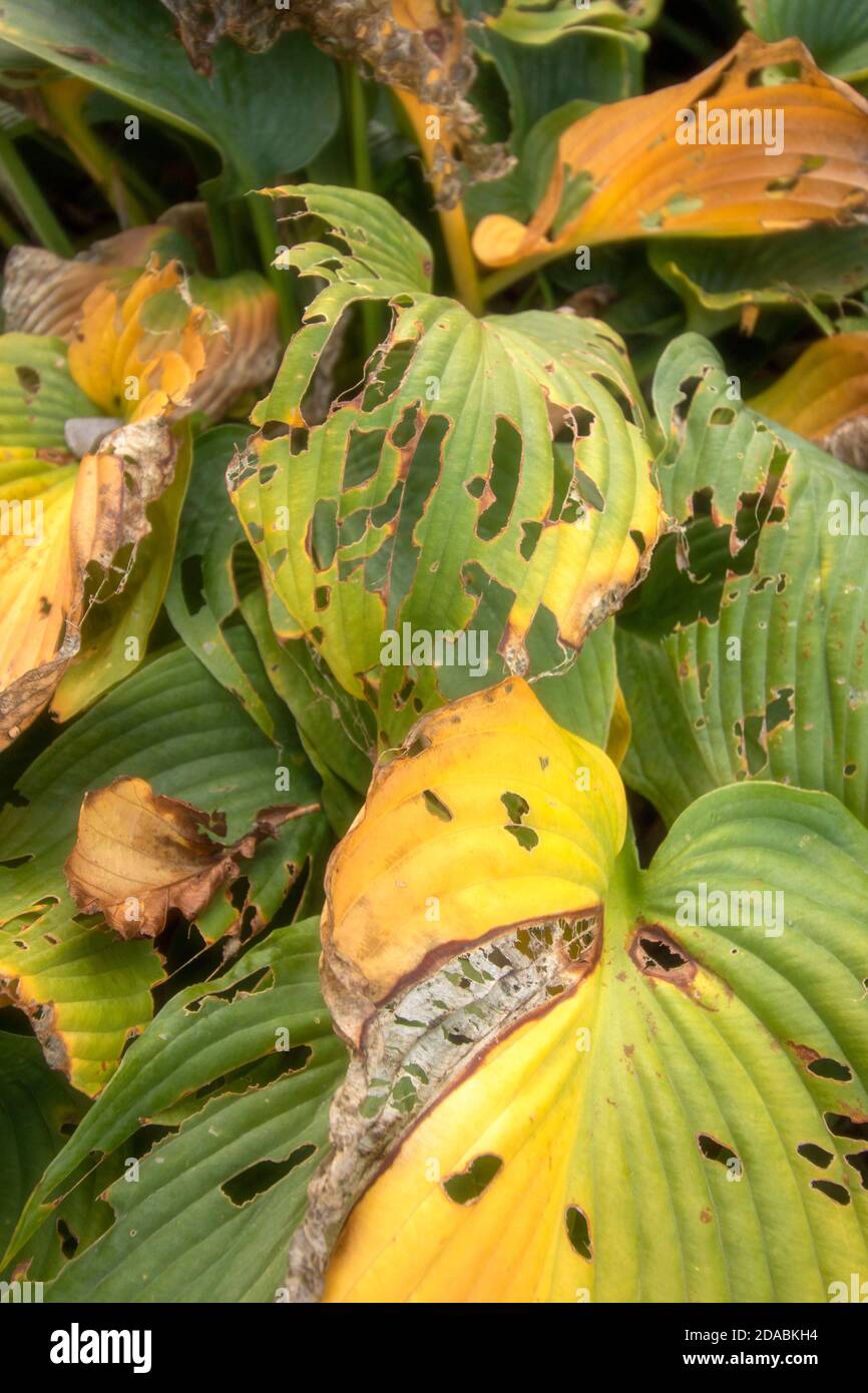 Hosta Blue Angel, natural flower portrait Stock Photo - Alamy