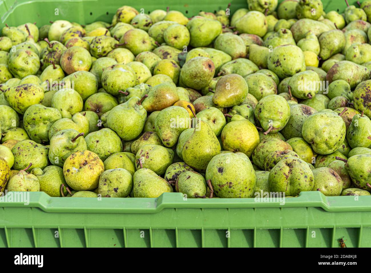 Pear tree in container hi-res stock photography and images - Alamy