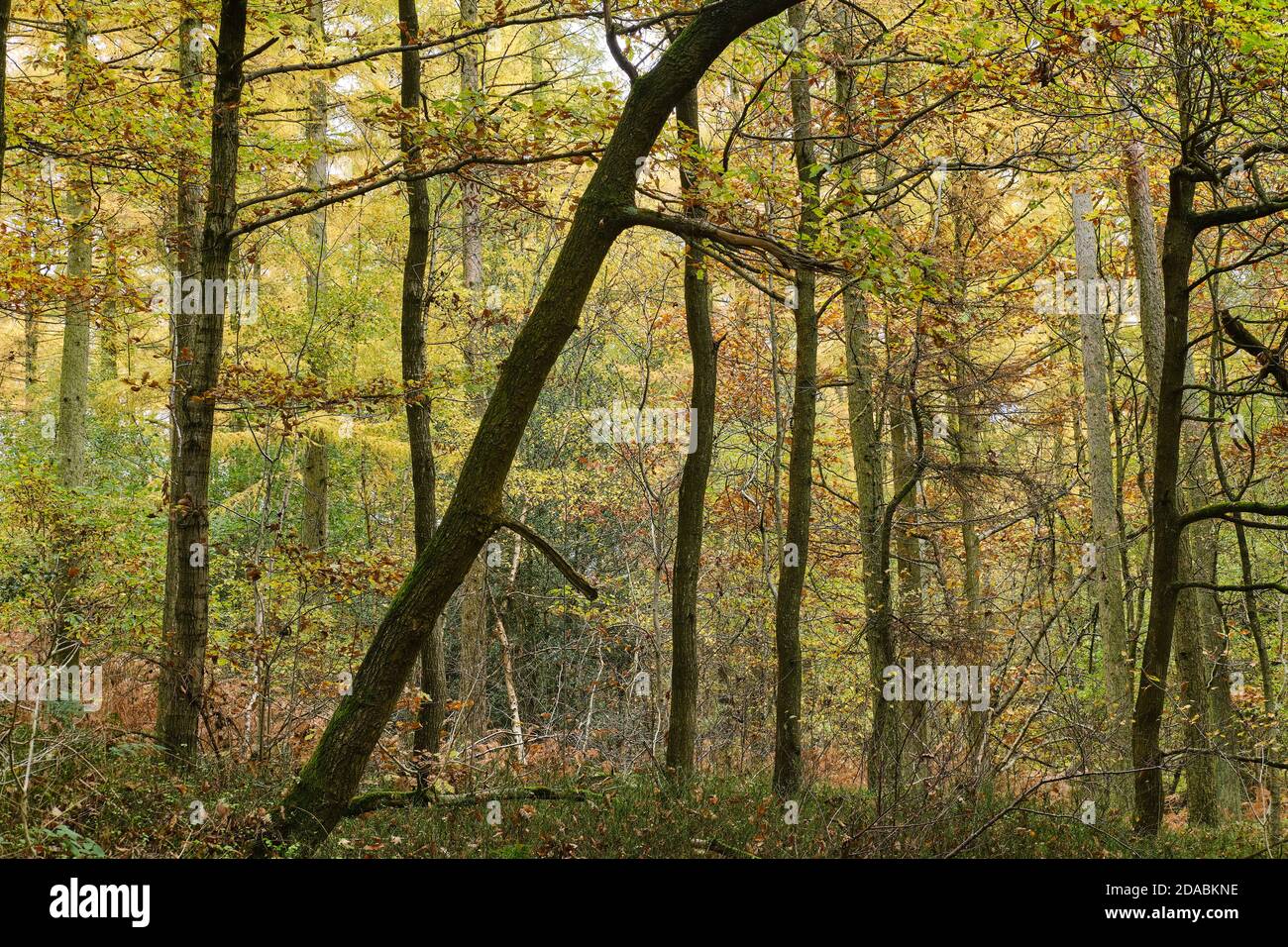 Autumn in the Celtic rainforest at Coed Felenrhyd in North Wales Stock ...
